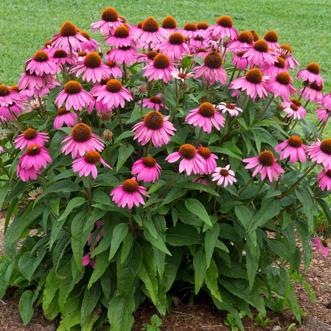 Coneflower Plant